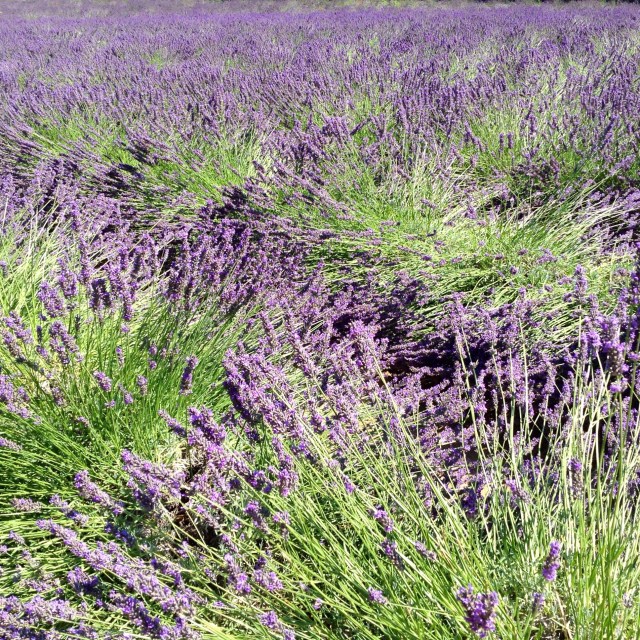 The colours of Provence | Every week-end in Europe